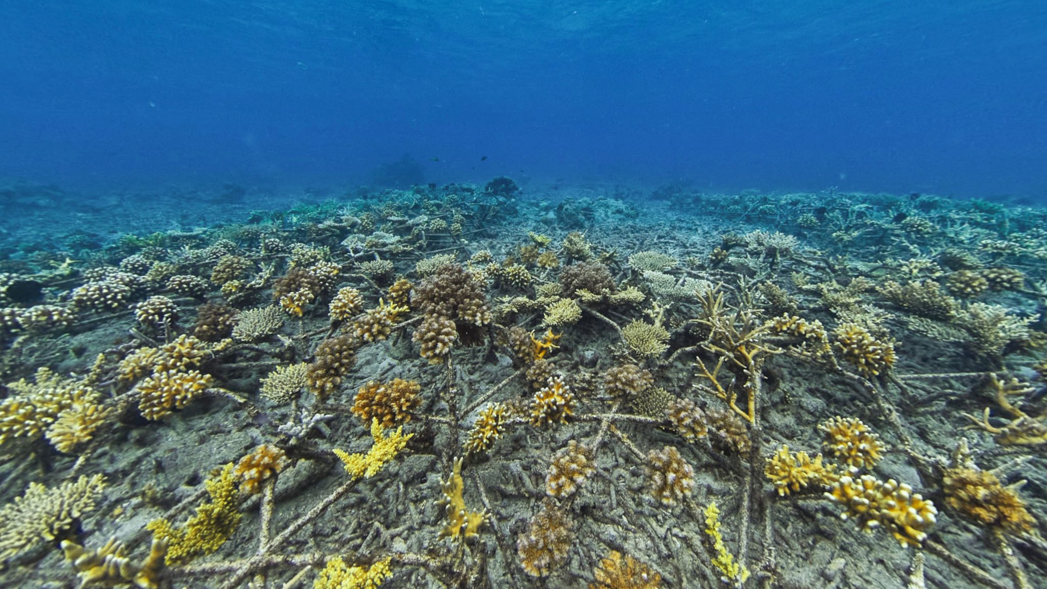 SHEBA® Unveil World’s Largest Coral Restoration Program Announced: Hope ...