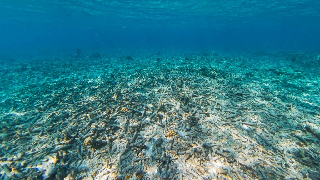 SHEBA® Unveil World’s Largest Coral Restoration Program Announced: Hope ...