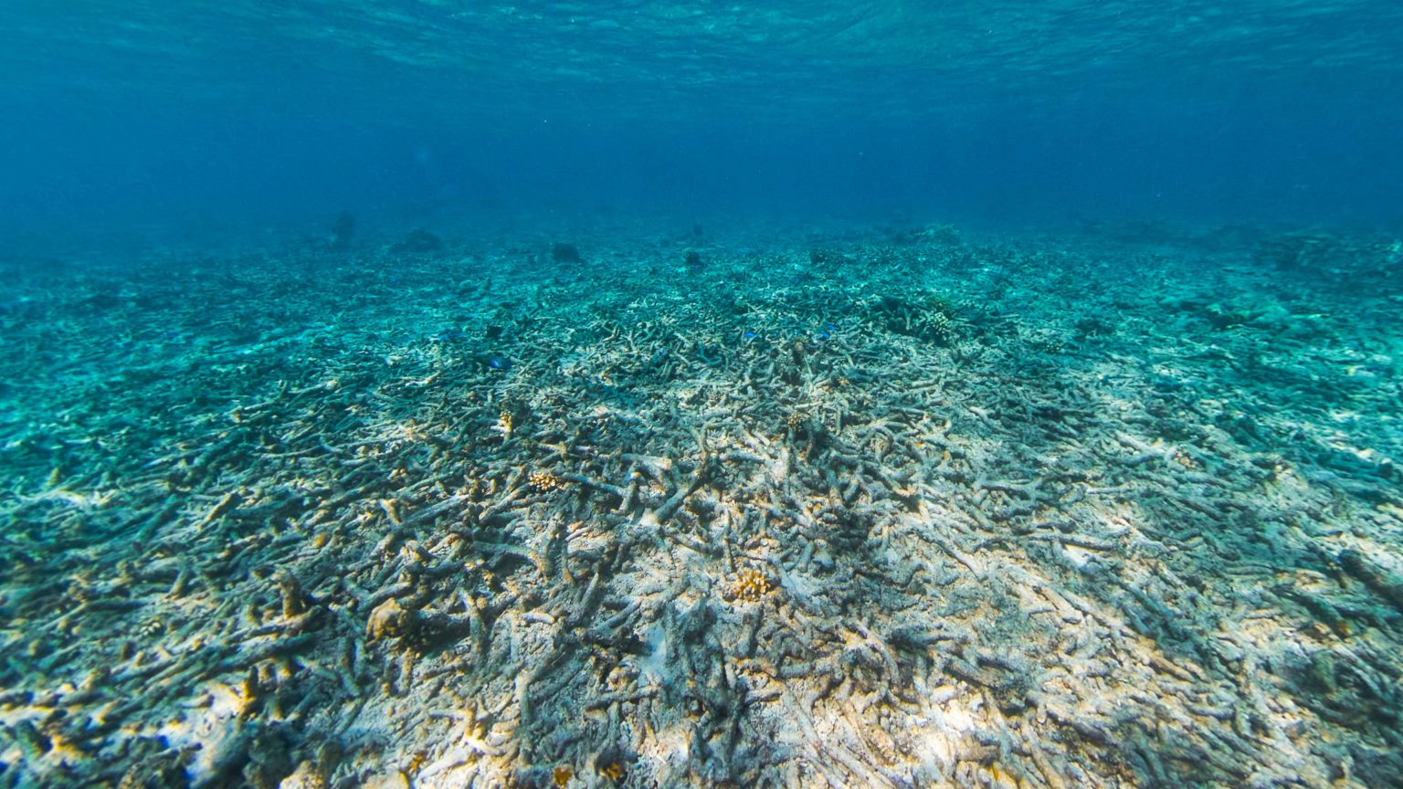 SHEBA® Unveil World’s Largest Coral Restoration Program Announced: Hope ...